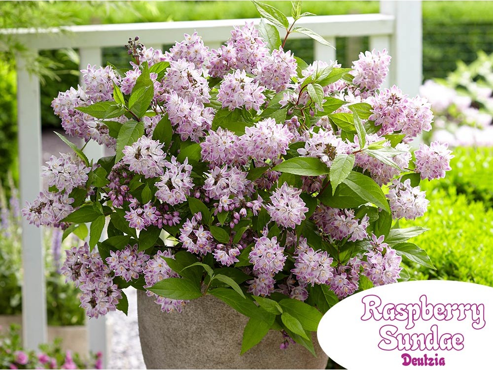 Żylistek Raspberry Sundae PBR NOWOŚĆ