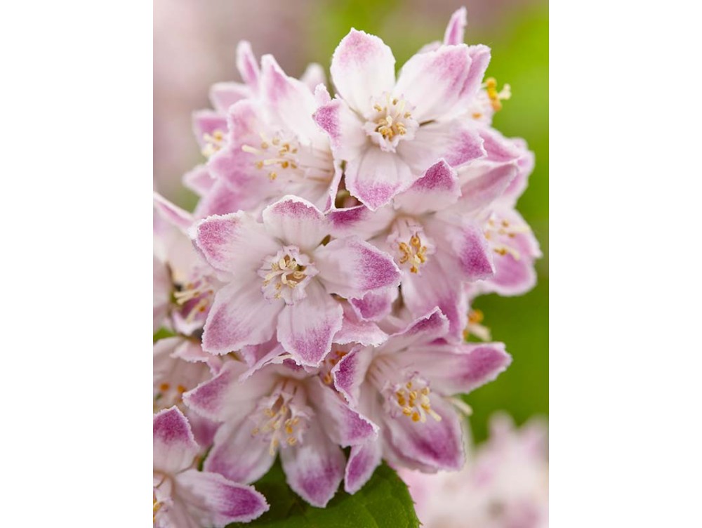 Żylistek Raspberry Sundae PBR NOWOŚĆ