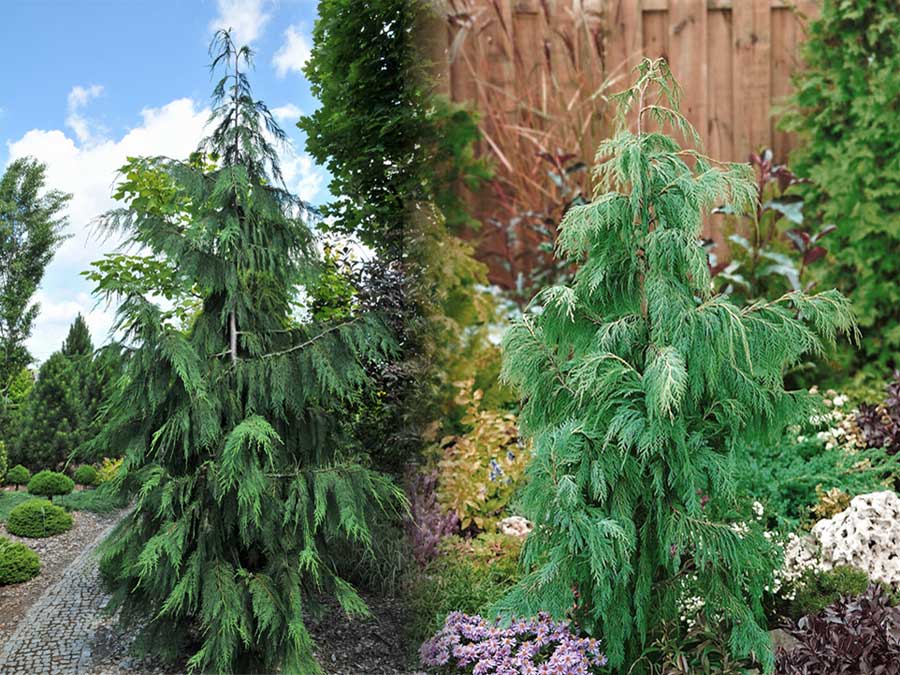 Cyprysik nutkajski Klippert C3 - archiwum Arena.pl